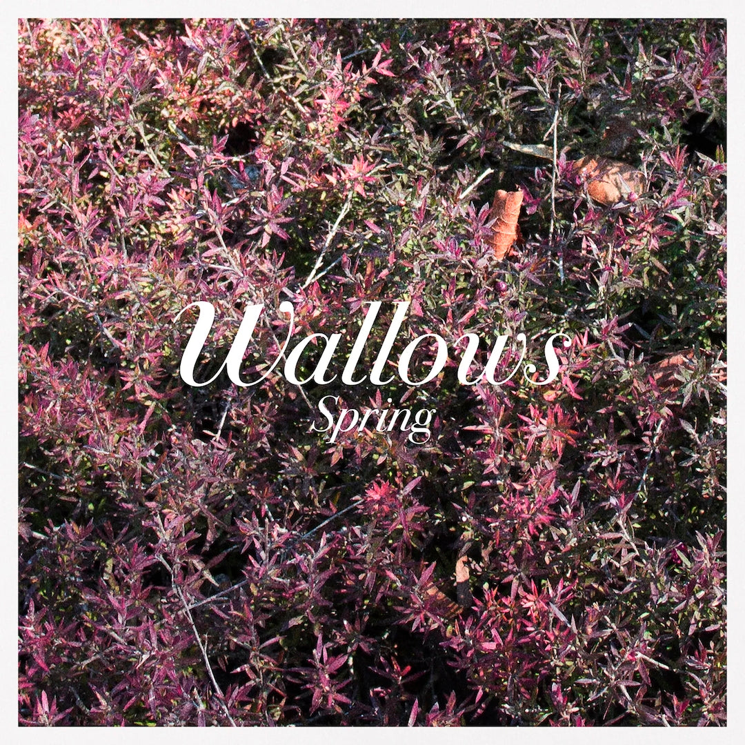 Wallows "Spring" – LOUD PIZZA RECORDS